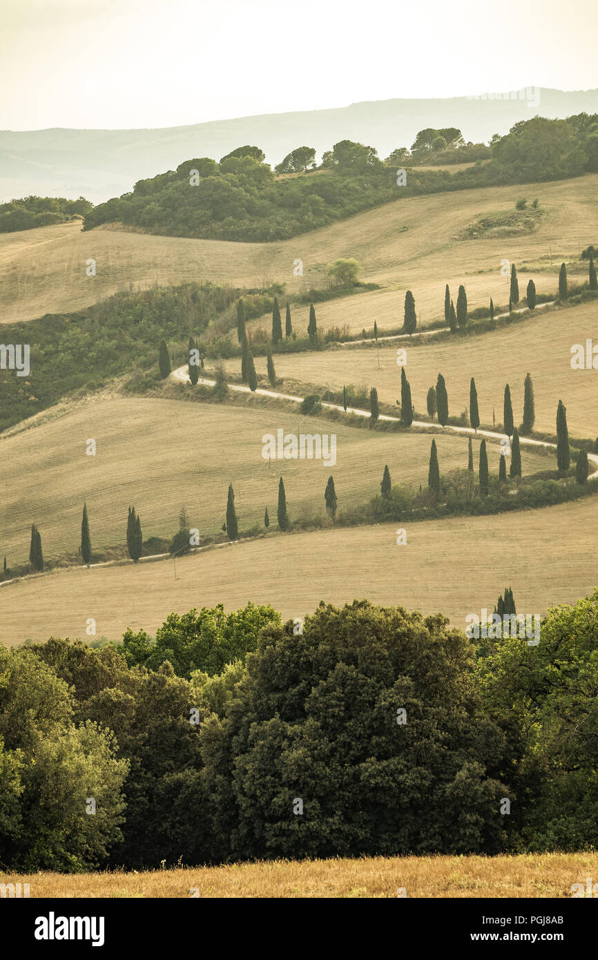 A winding road lined with Cyprus trees in the Tuscan hills, Italy Stock ...