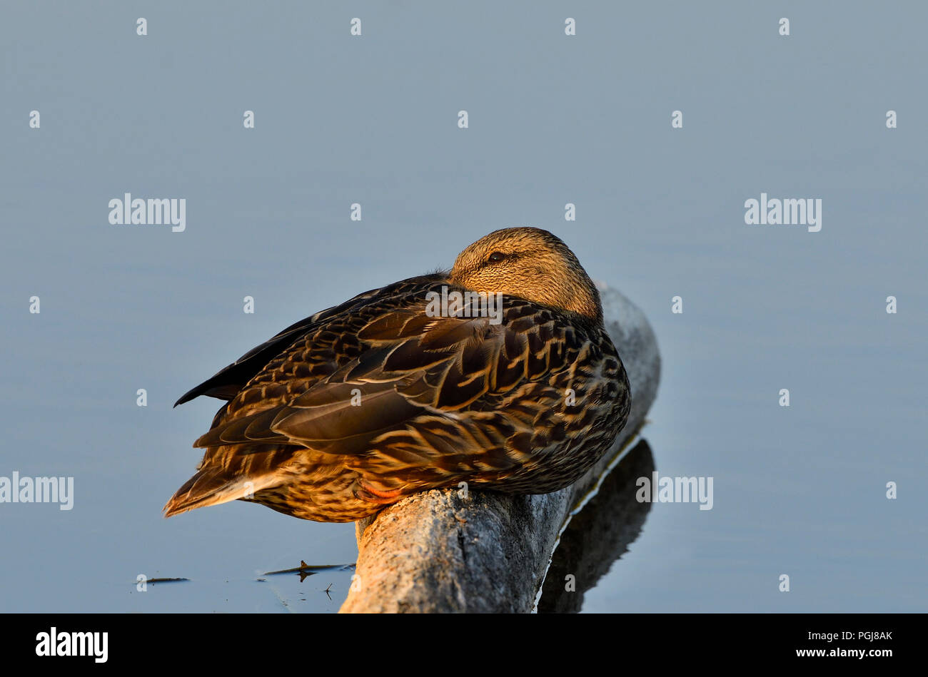 A horizontal image of a female mallard duck (Anas platyrhynchos ...