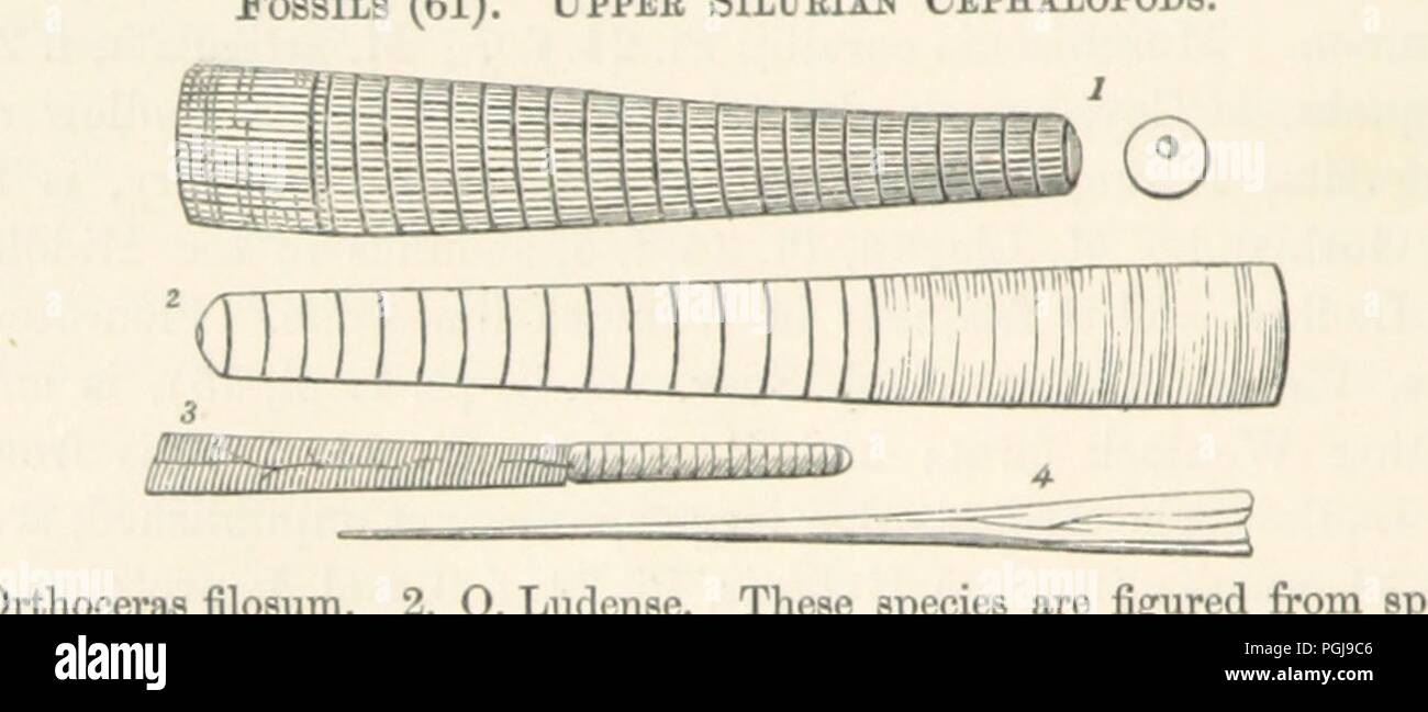 Image from page 292 of '[Siluria. The history of the oldest known rocks ...