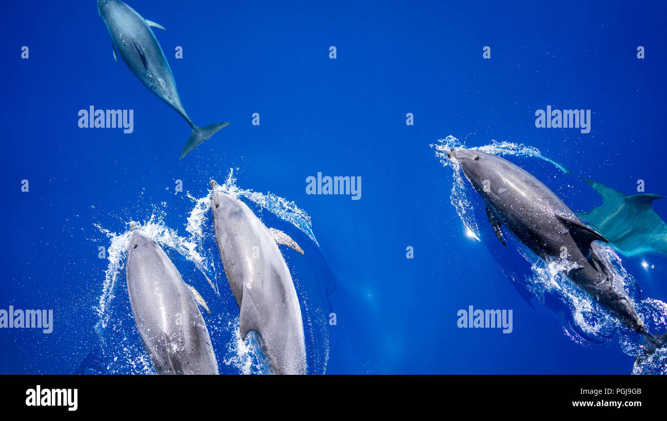 Dolphins swimming in tropical water hi-res stock photography and images ...