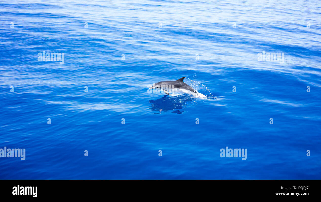 Dolphins swimming in tropical water hi-res stock photography and images ...