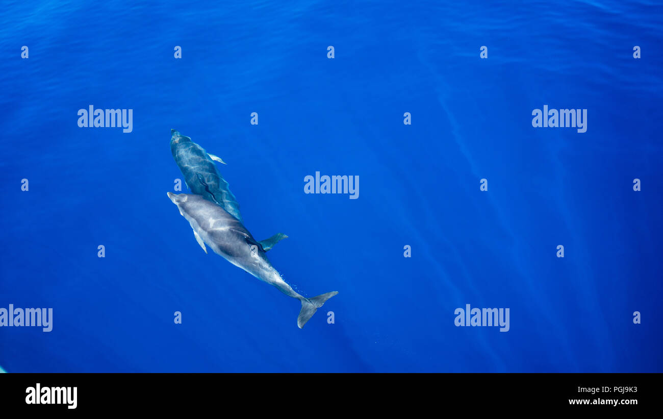Dolphins swimming in tropical water hi-res stock photography and images ...