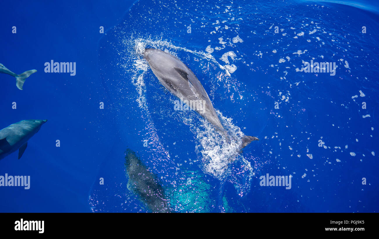 Dolphins swimming in tropical water hi-res stock photography and images ...