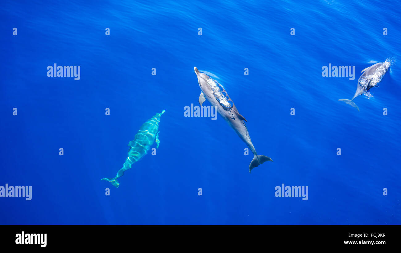 White flag dolphin hi-res stock photography and images - Alamy