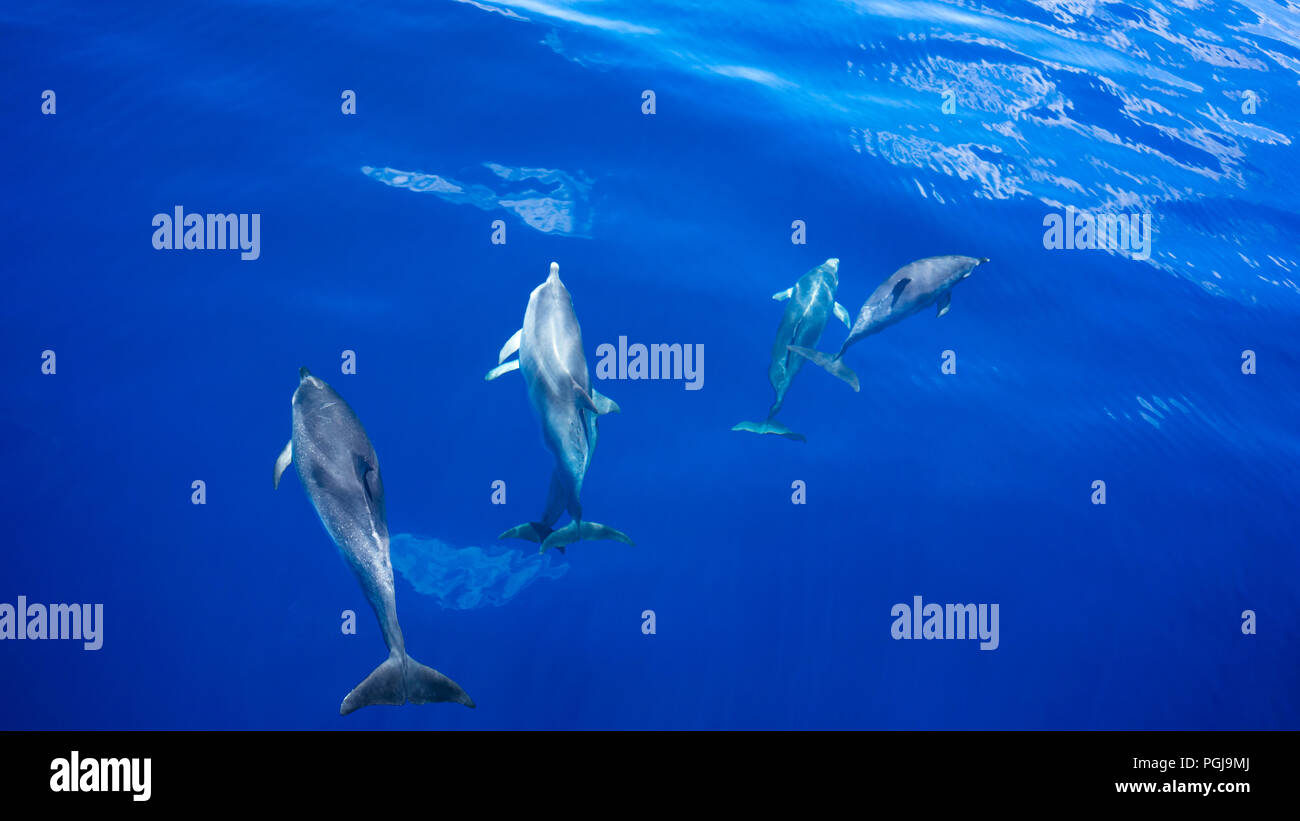 Dolphins swimming in tropical water hi-res stock photography and images ...