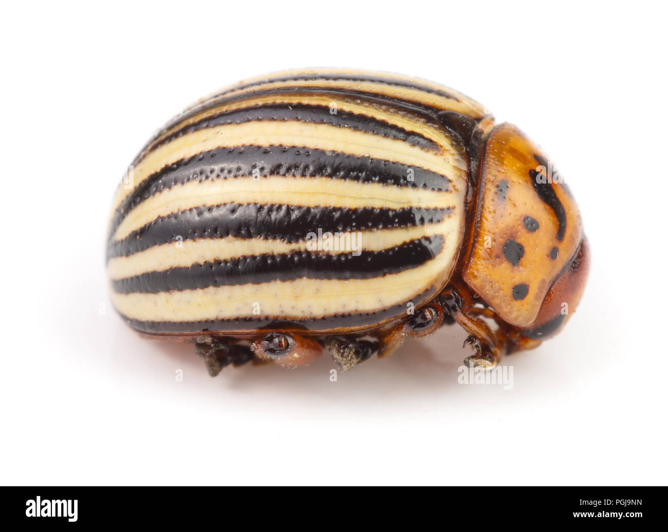 Colorado Potato Beetle isolated on white background Stock Photo - Alamy