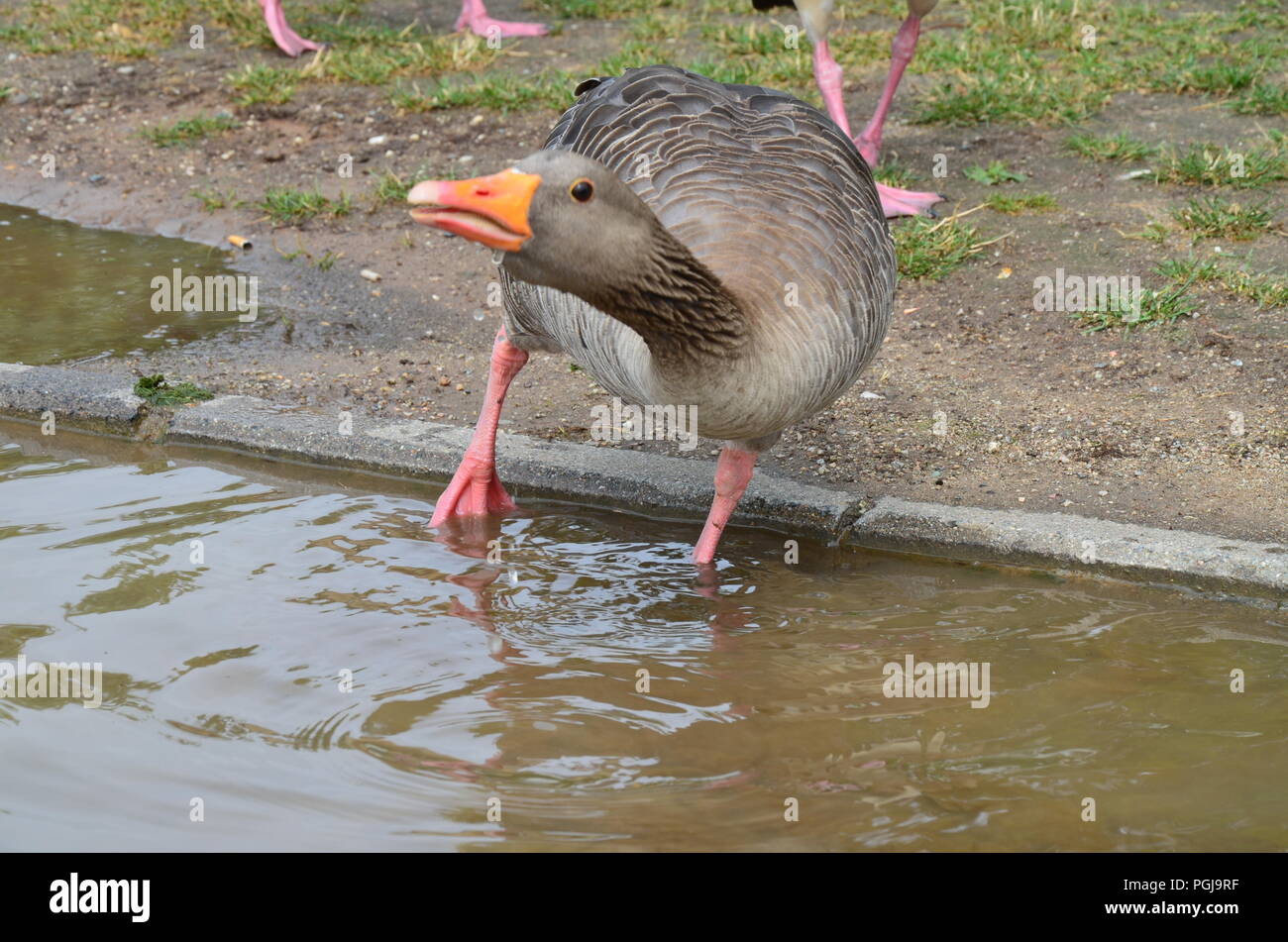 Young duck walking at river Main Stock Photo - Alamy