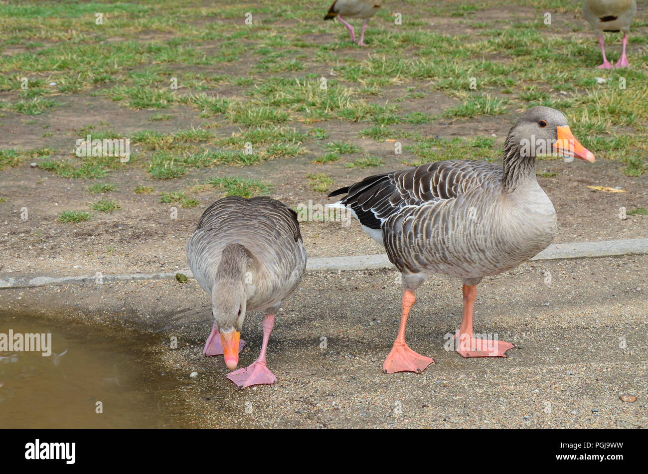 Young duck walking at river Main Stock Photo - Alamy