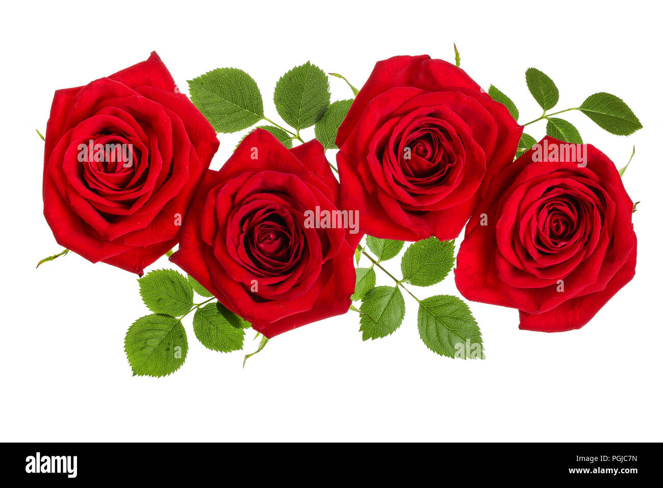 beautiful red rose isolated on white background Stock Photo - Alamy