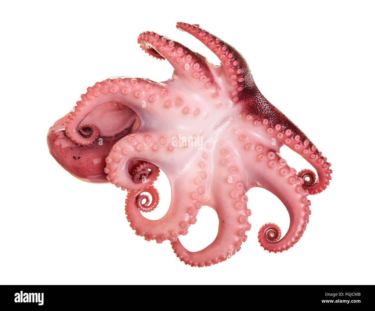 Small octopus isolated on white background. Close up Stock Photo - Alamy