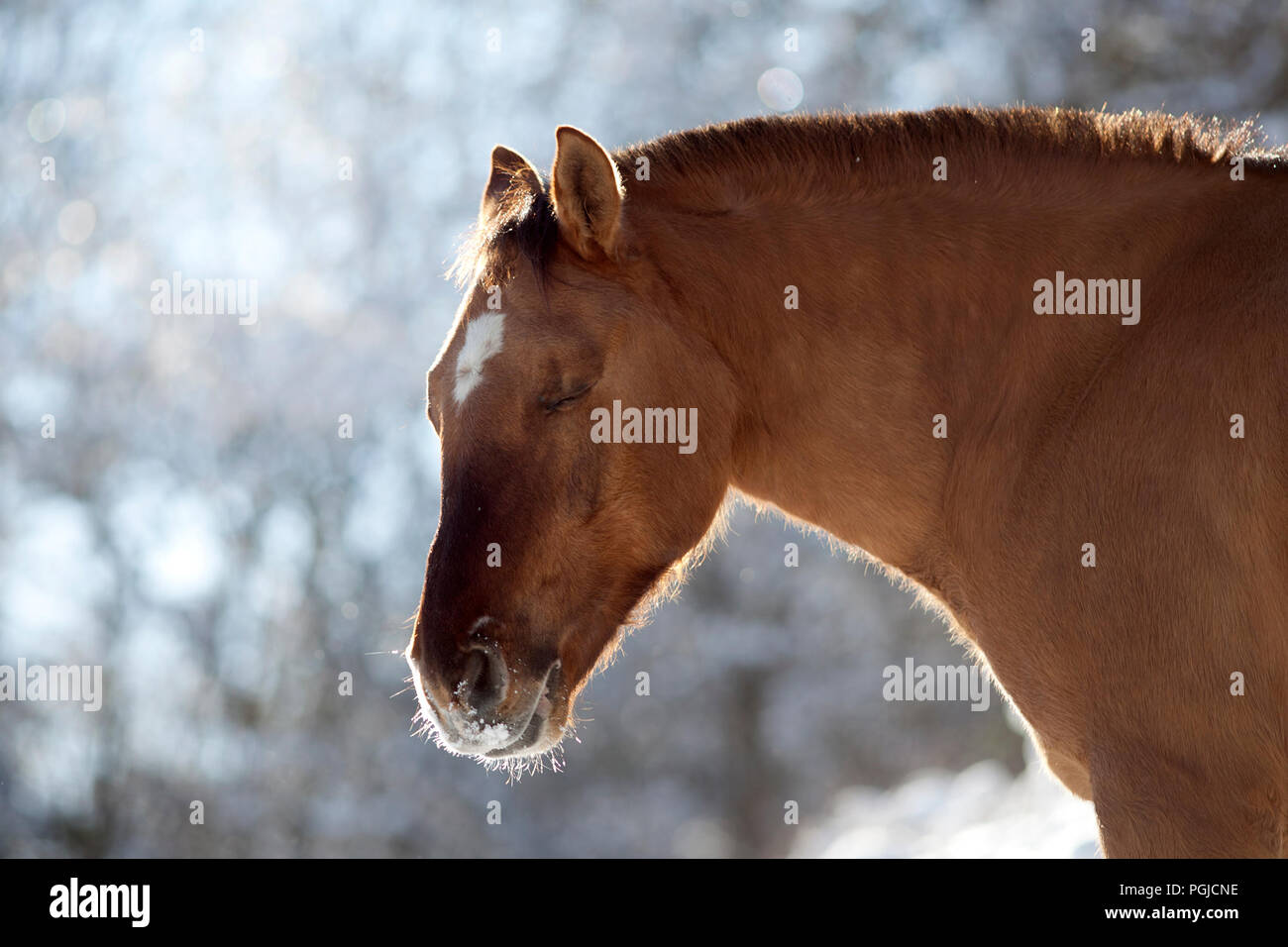 Criollo horse hi-res stock photography and images - Alamy