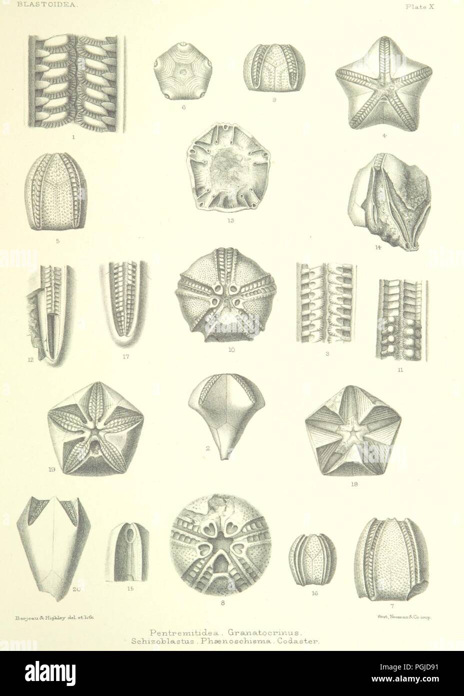Image from page 381 of 'Catalogue of the Blastoidea in the Geological ...