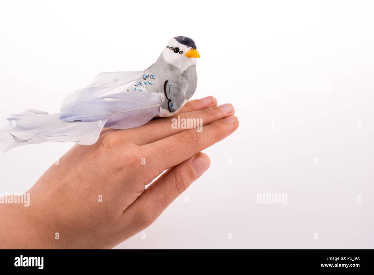 Hand holding a white bird on a white background Stock Photo - Alamy