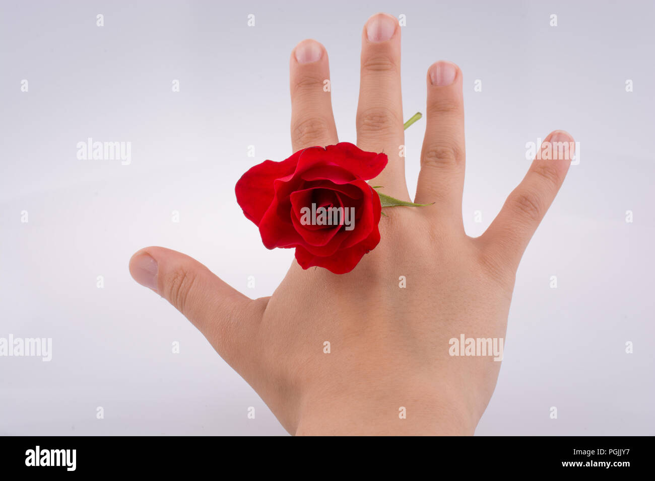 Hand holding a red rose on a white background Stock Photo - Alamy