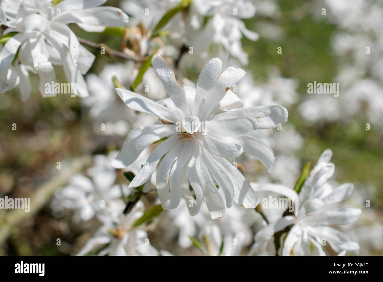 Tree bloom blossom beautiful flowers in spring season Stock Photo - Alamy