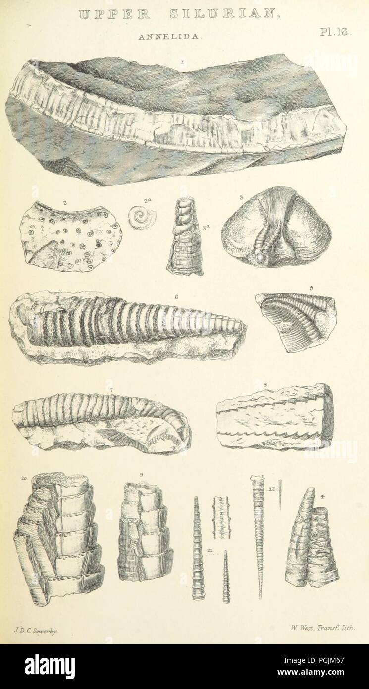 Image from page 647 of '[Siluria. The history of the oldest known rocks ...