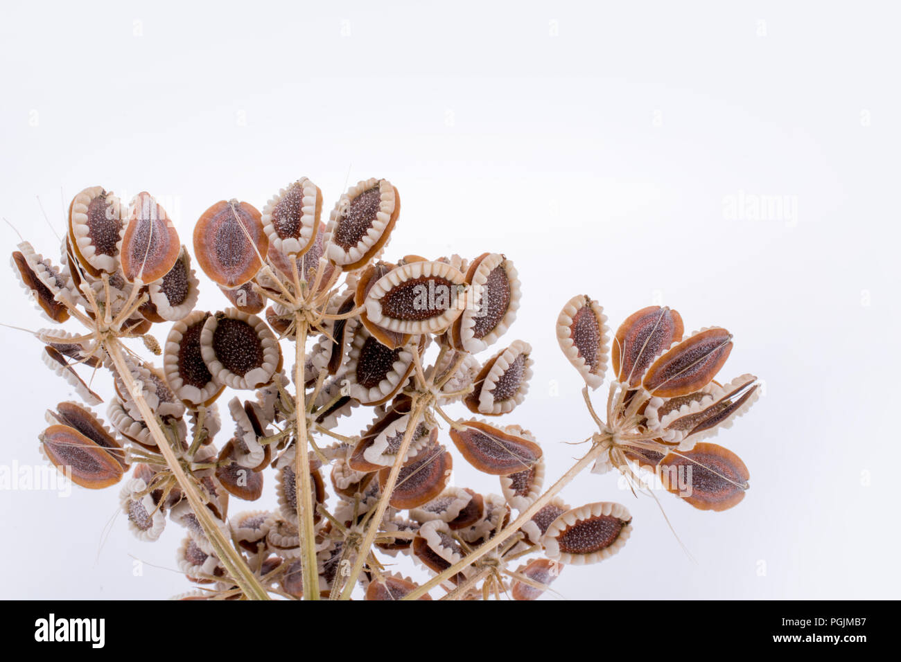 A Flower plant on a white background Stock Photo - Alamy