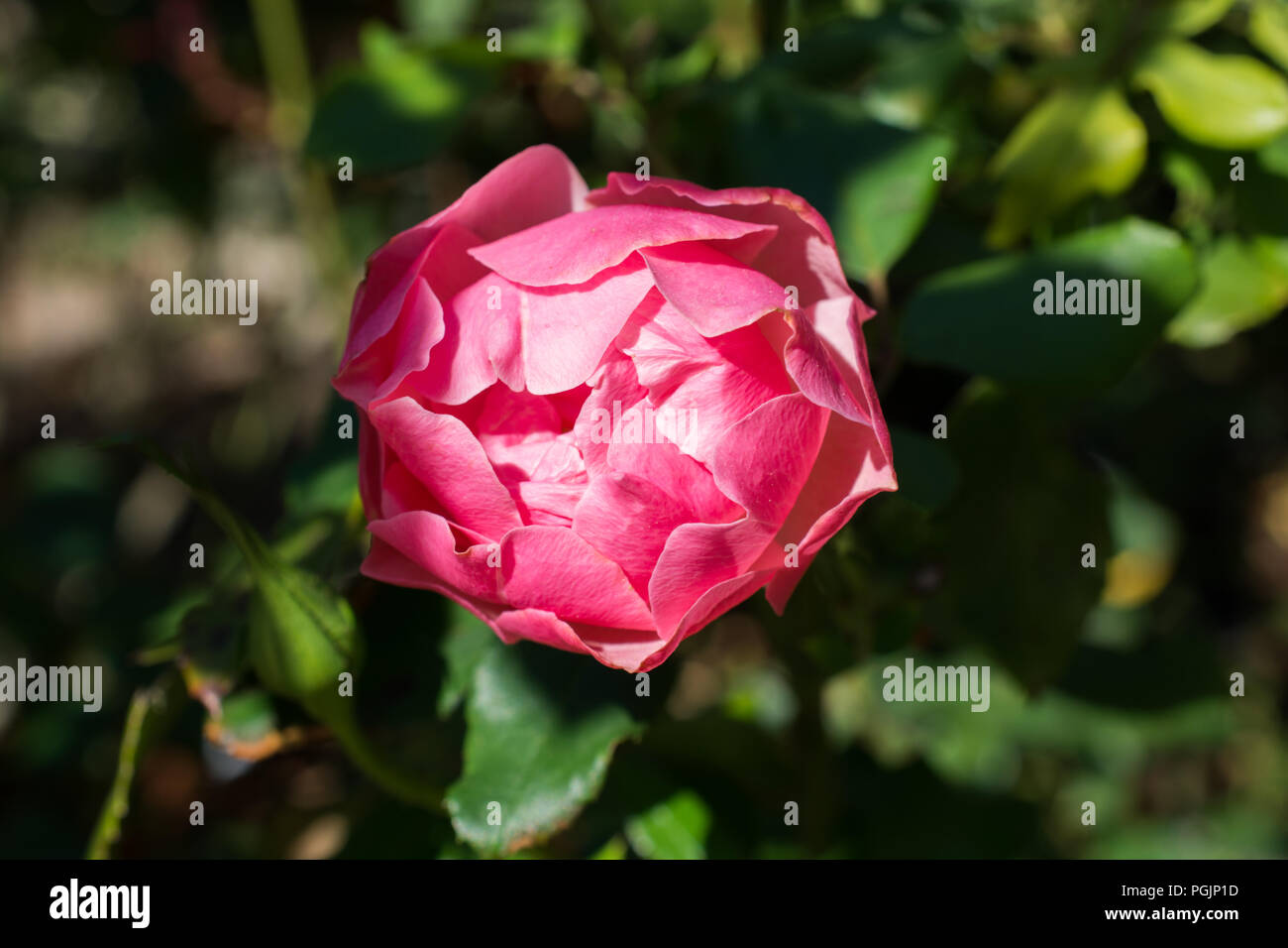 Blooming beautiful colorful rose in garden nature background Stock ...