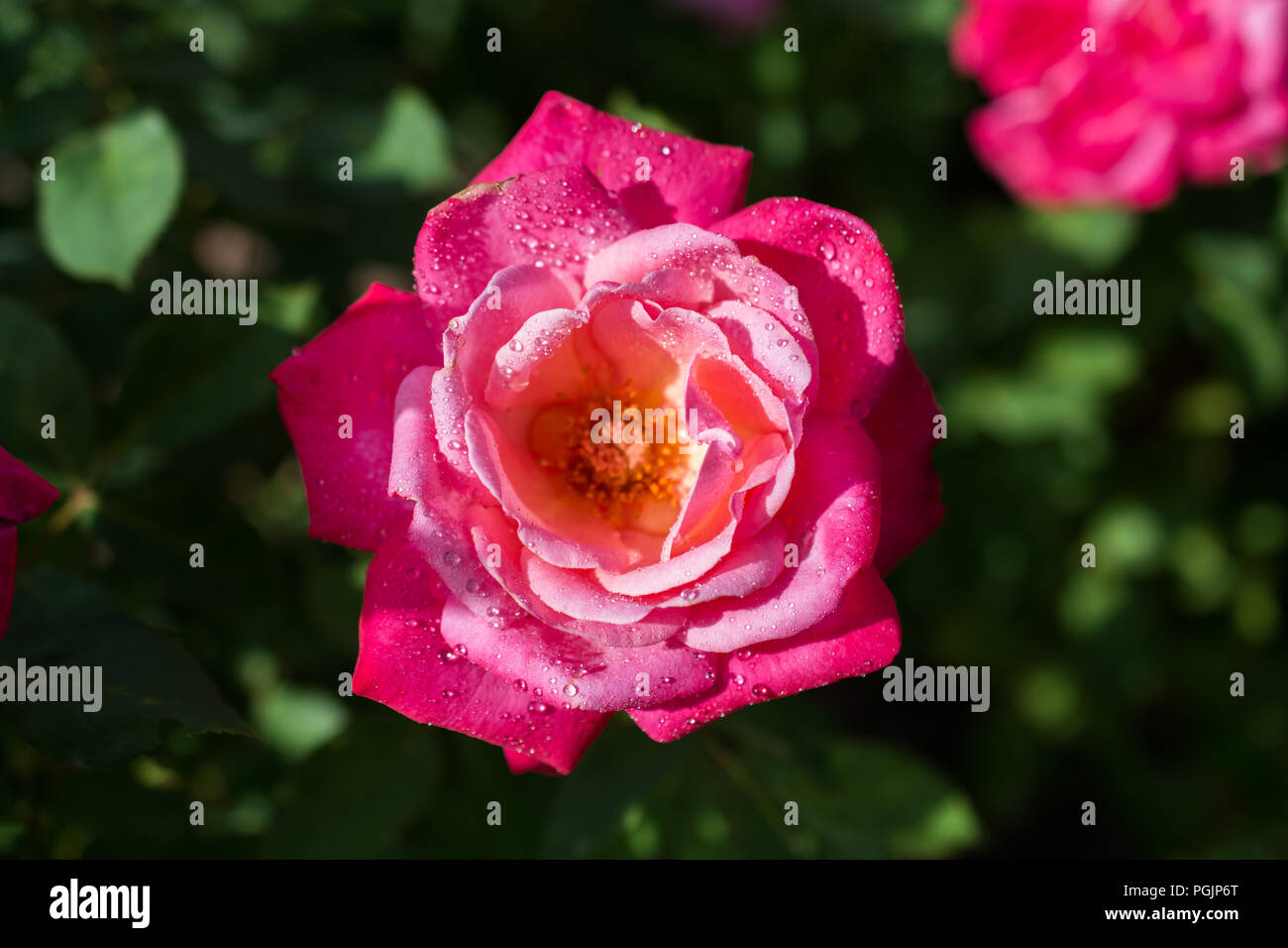 Blooming beautiful colorful rose in garden nature background Stock ...