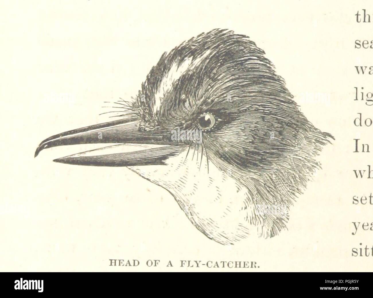 Image from page 86 of 'What Mr. Darwin saw in his Voyage round The ...