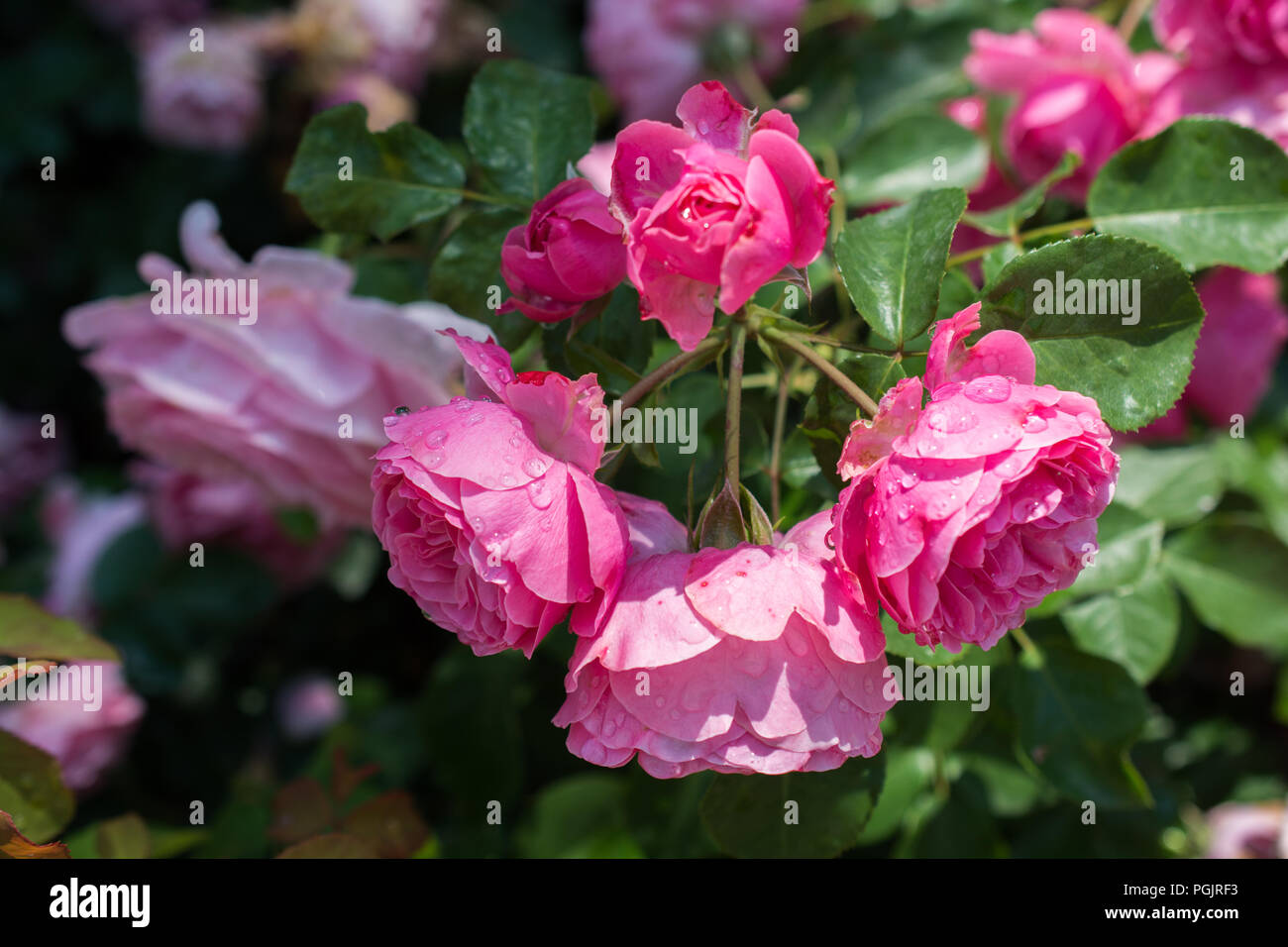Blooming beautiful colorful rose with water drops on petals Stock Photo ...