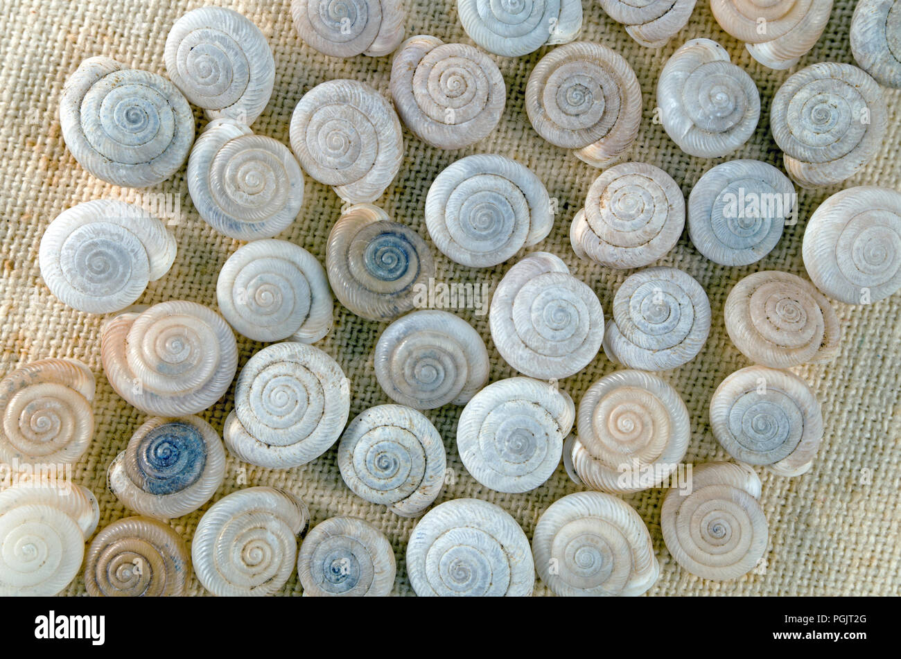 Tiny snail shell arrangement on khaki fabric, close-up/macro shot ...