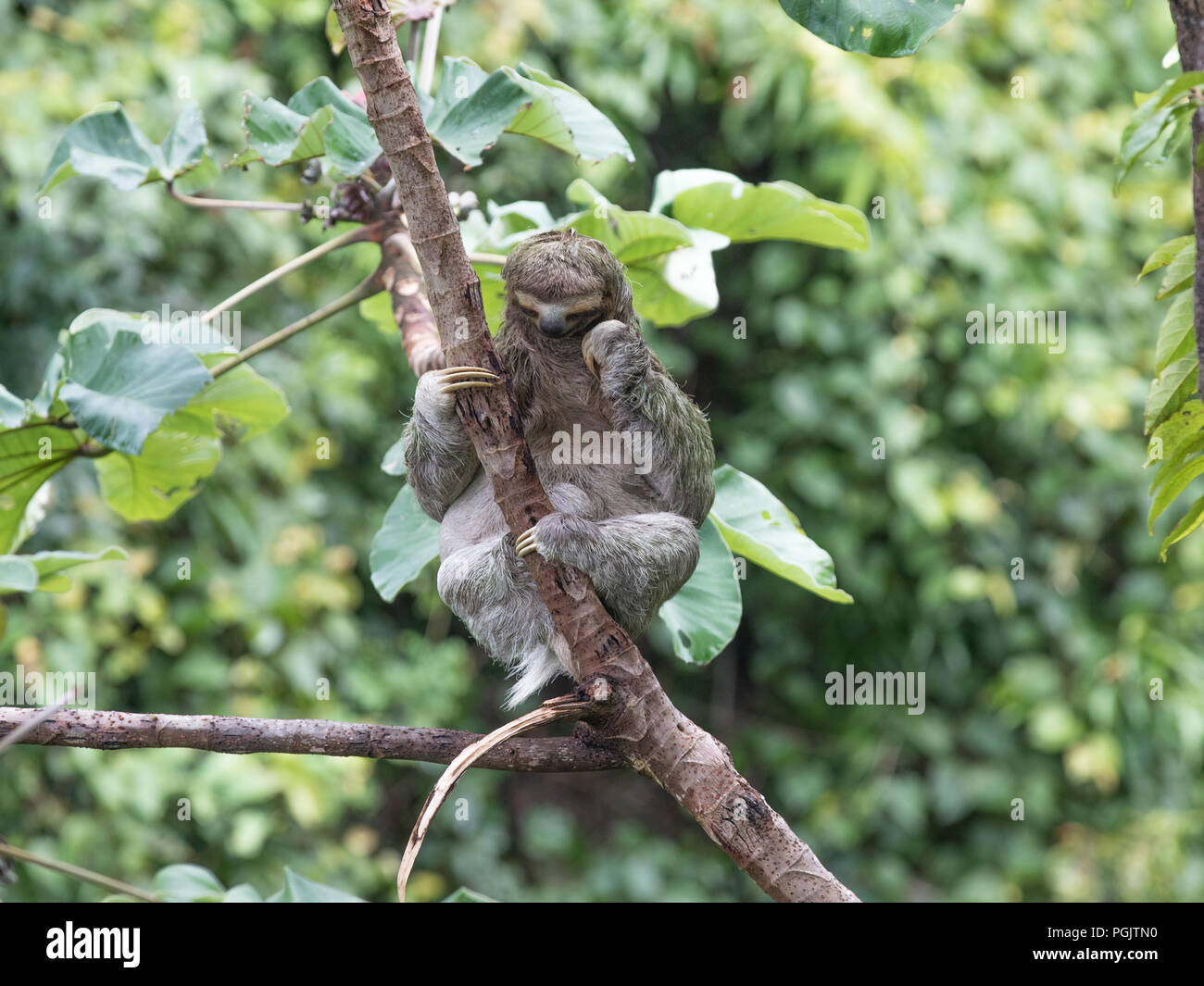 Cute three toed sloth hi-res stock photography and images - Alamy