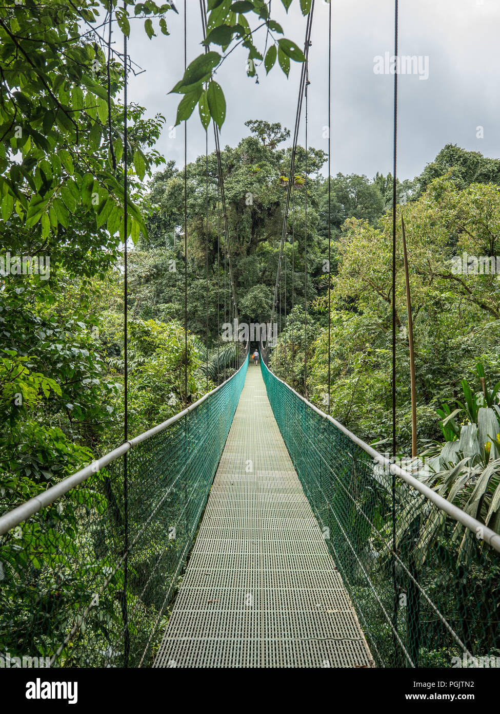 Long Hanging Bridge Costa Rica Rain Forest Stock Photo - Alamy
