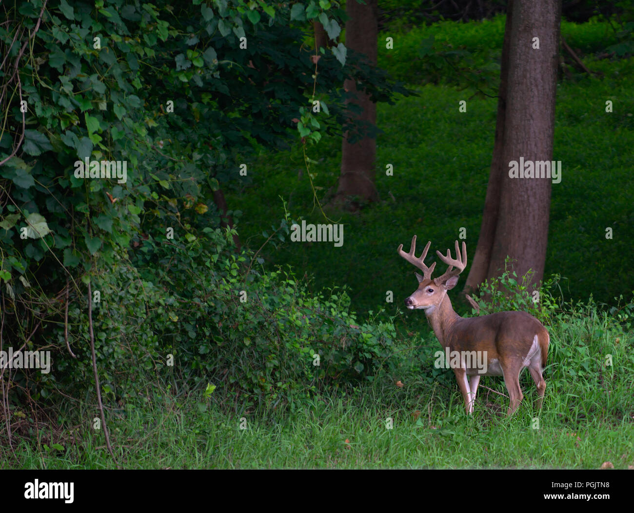 Male whitetail deer on edge of forest Stock Photo - Alamy