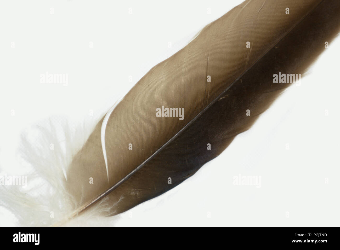 Plucked goose hi-res stock photography and images - Alamy