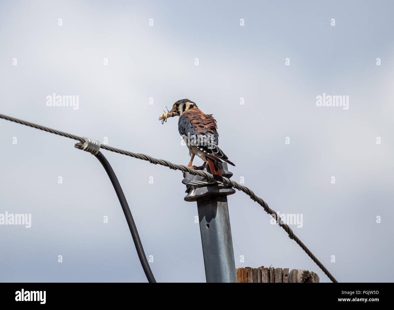 American bird grasshopper hi-res stock photography and images - Alamy