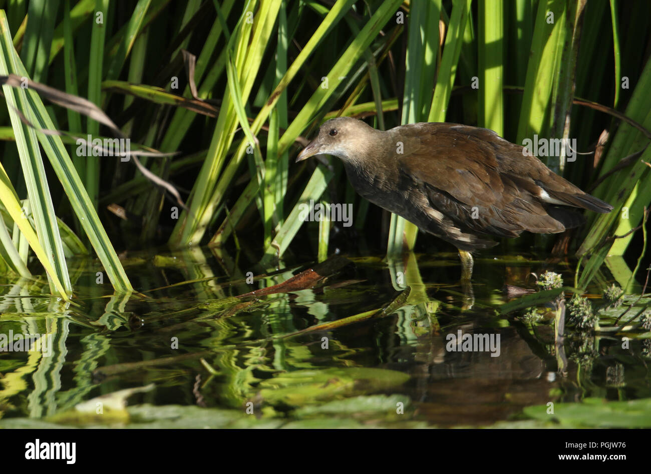 A stunning juvenile Moorhen (Gallinula chloropus) feeding in the reeds ...