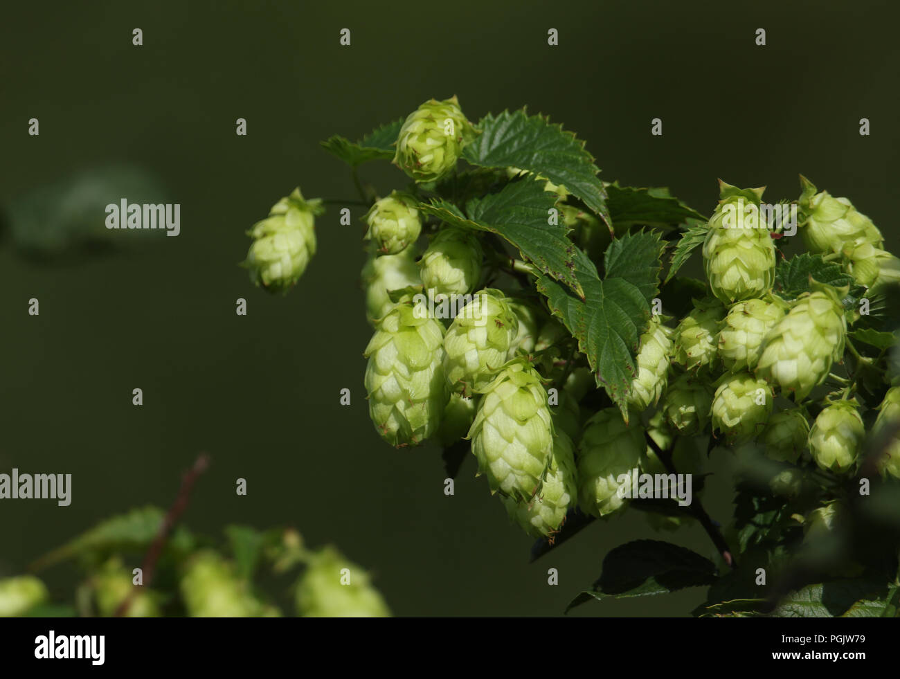 Hops (Humulus lupulus) growing in the wild in the UK Stock Photo - Alamy