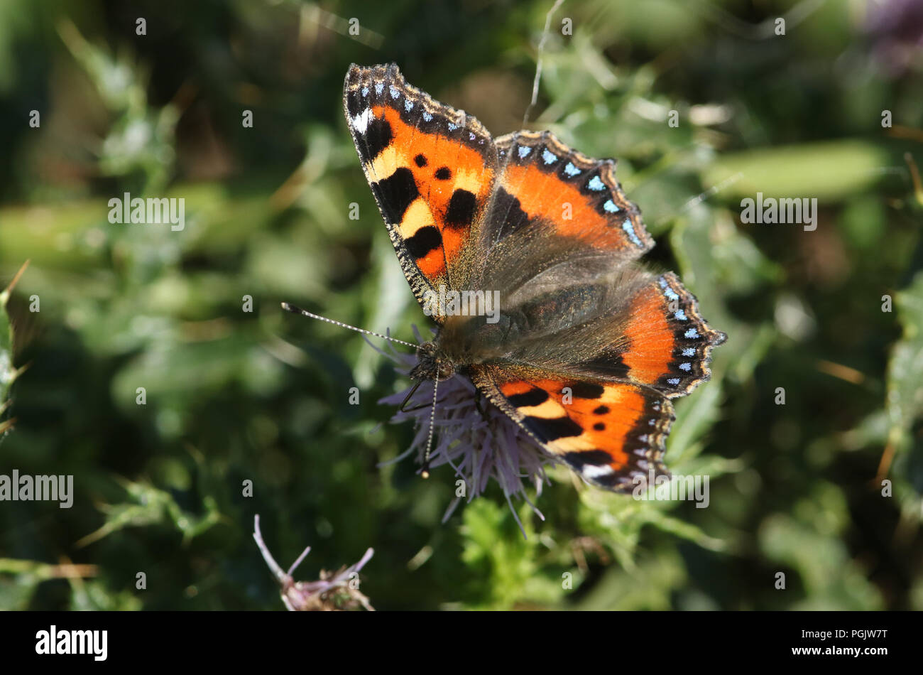 A pretty Small Tortoiseshell Butterfly (Aglais urticae) nectaring on a ...