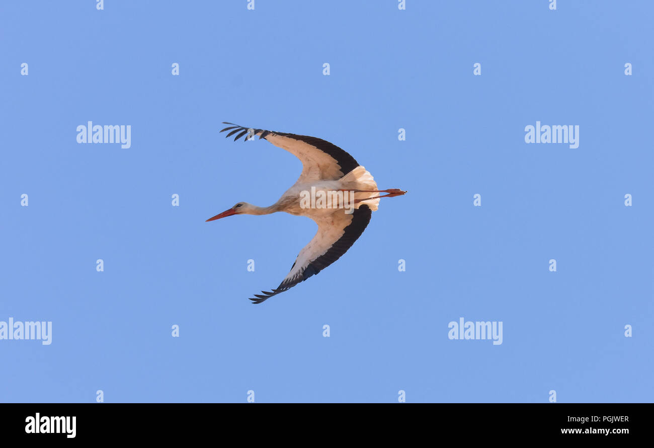White Stork at flight above red sea area egypt Stock Photo - Alamy