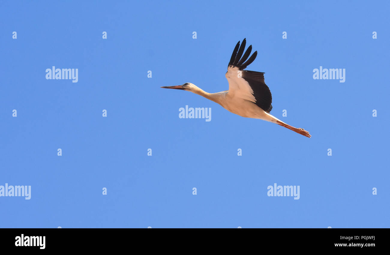 White Stork at flight above red sea area egypt Stock Photo - Alamy