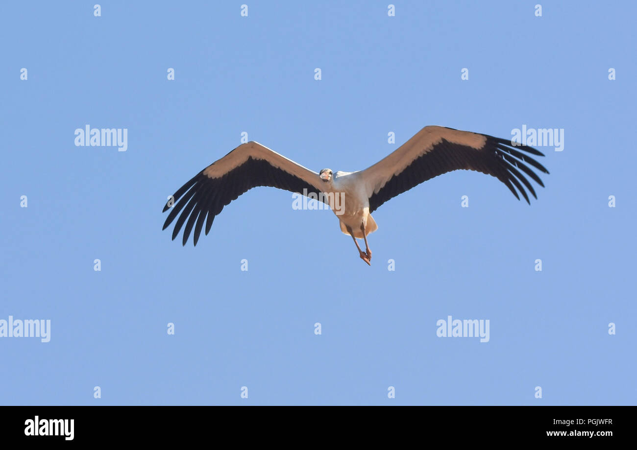White Stork at flight above red sea area egypt Stock Photo - Alamy