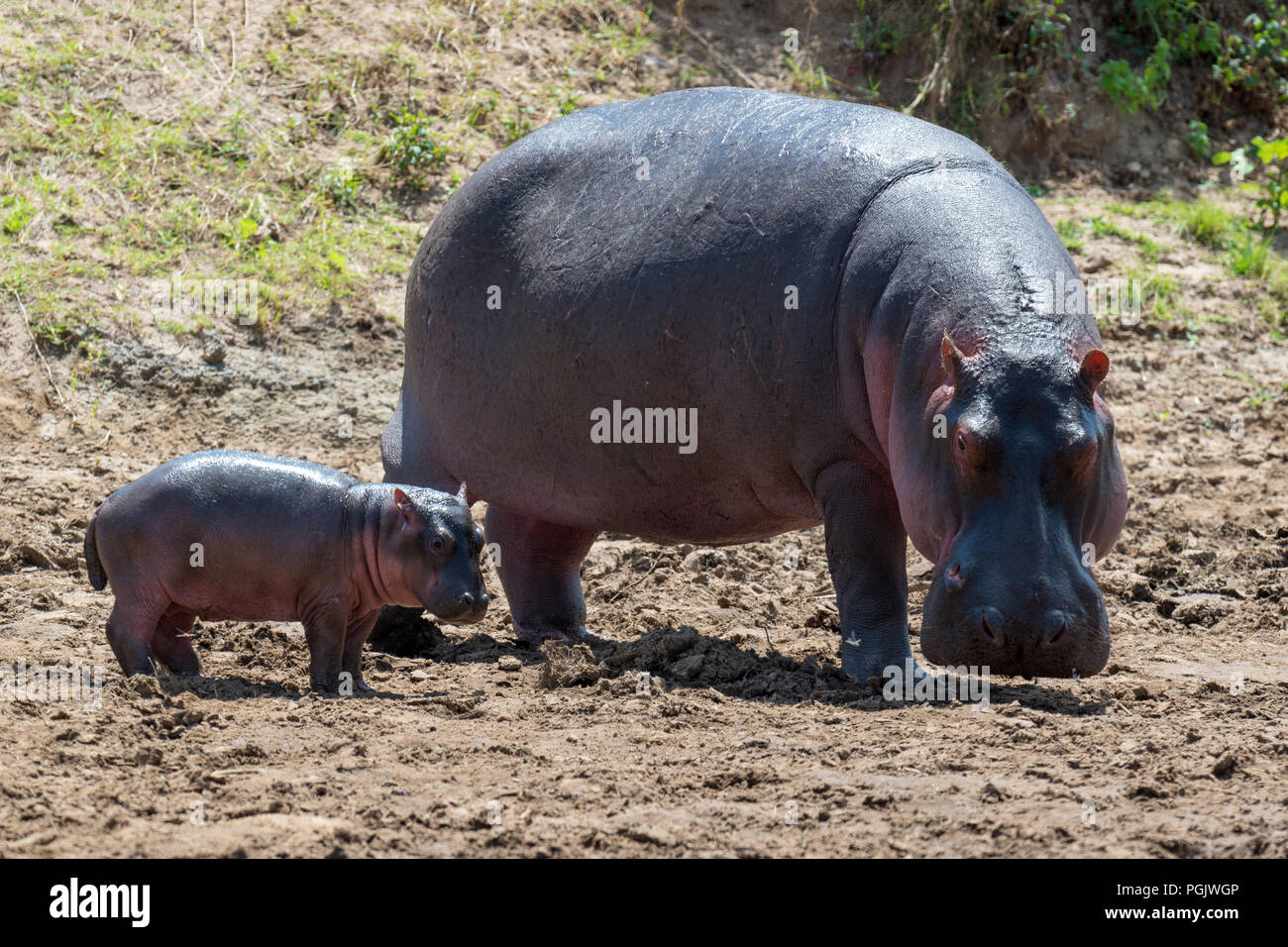 Hippo family (Hippopotamus amphibius) outside the water, Africa Stock ...