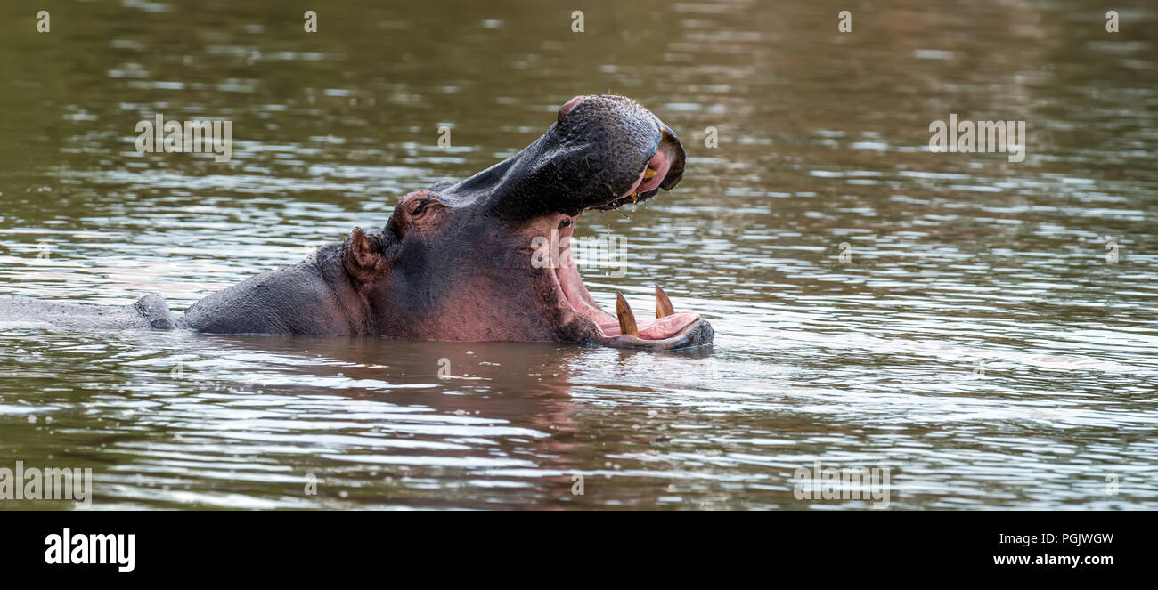 Hippo family (Hippopotamus amphibius) in the river. National park of ...