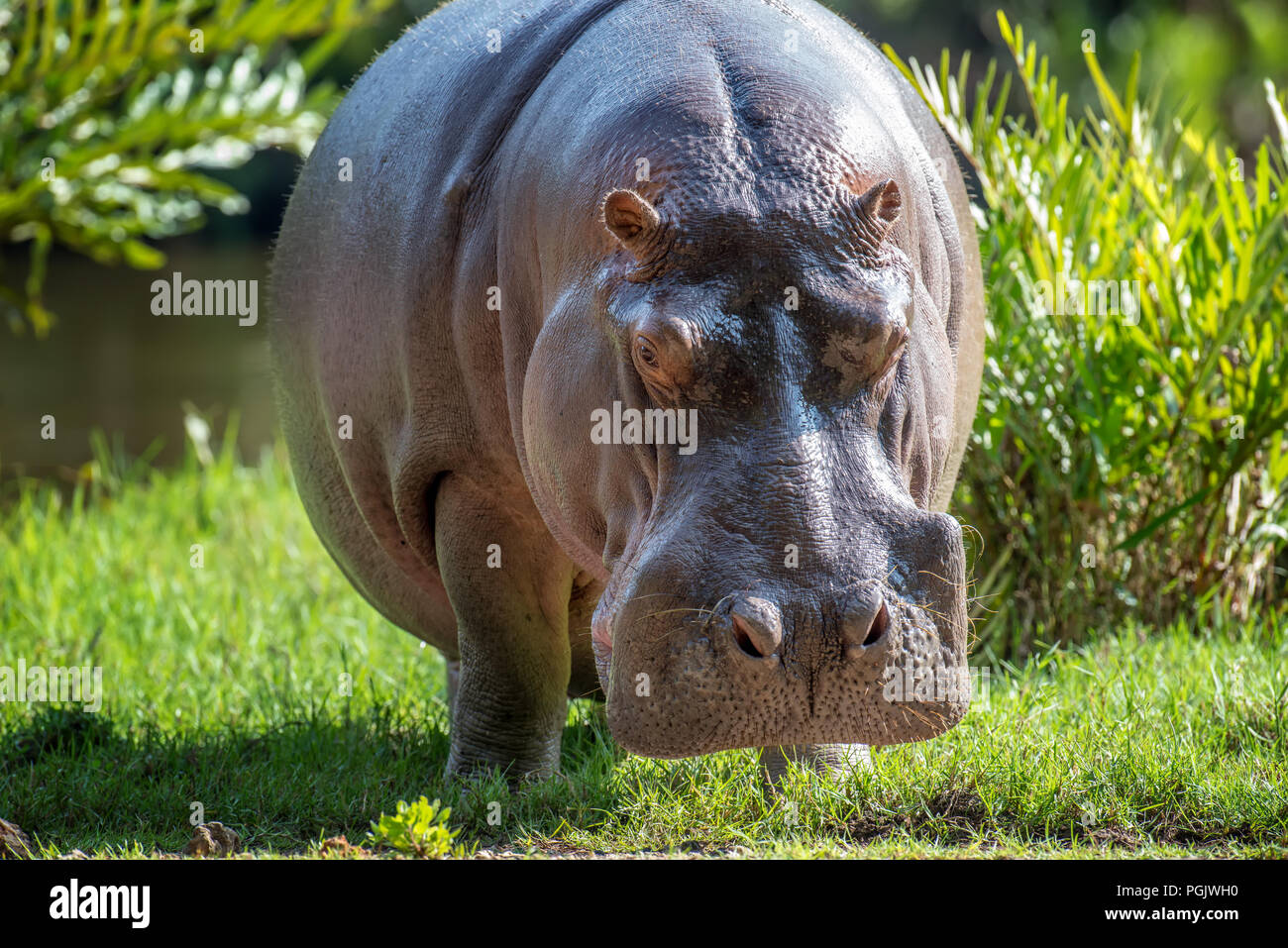 Hippo family (Hippopotamus amphibius) in National park of Kenya, Africa ...