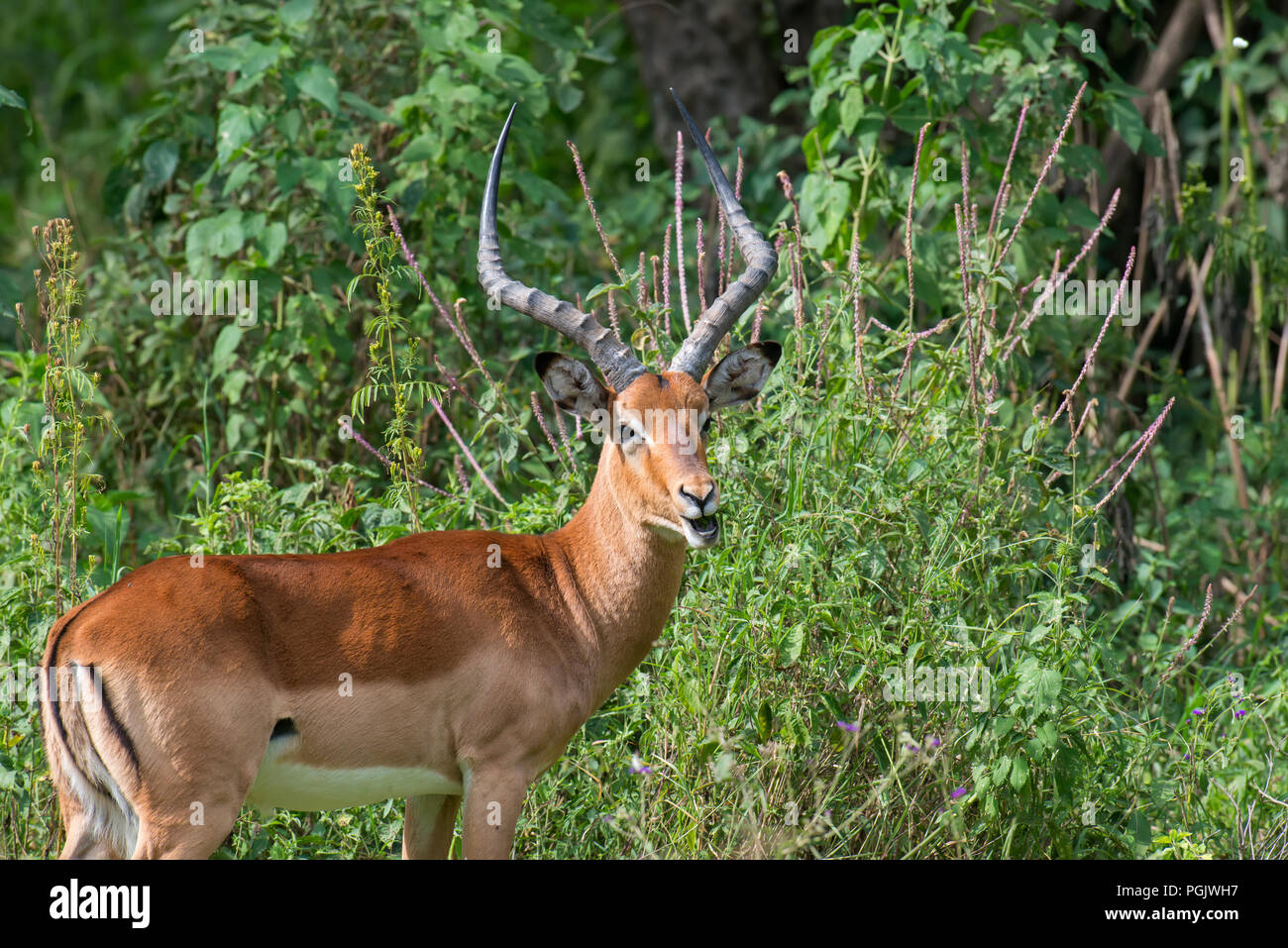 Impala on savanna in National park of Africa, Kenya Stock Photo - Alamy