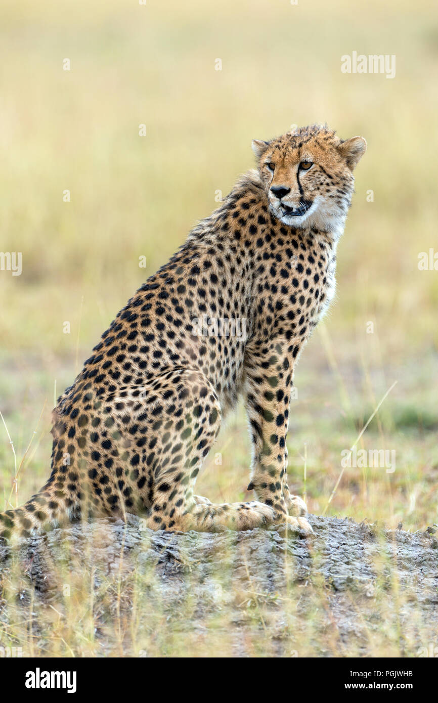 Wild african cheetah, beautiful mammal animal. Africa, Kenya Stock ...