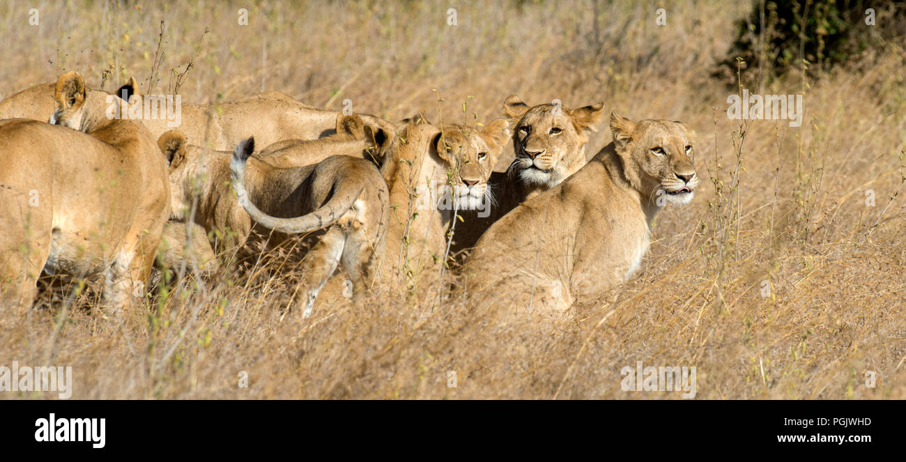 Lion in National park of Kenya, Africa Stock Photo - Alamy