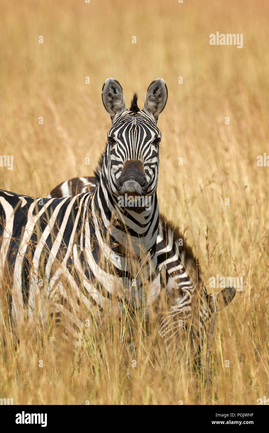 Zebra on grassland in Africa, National park of Kenya Stock Photo - Alamy