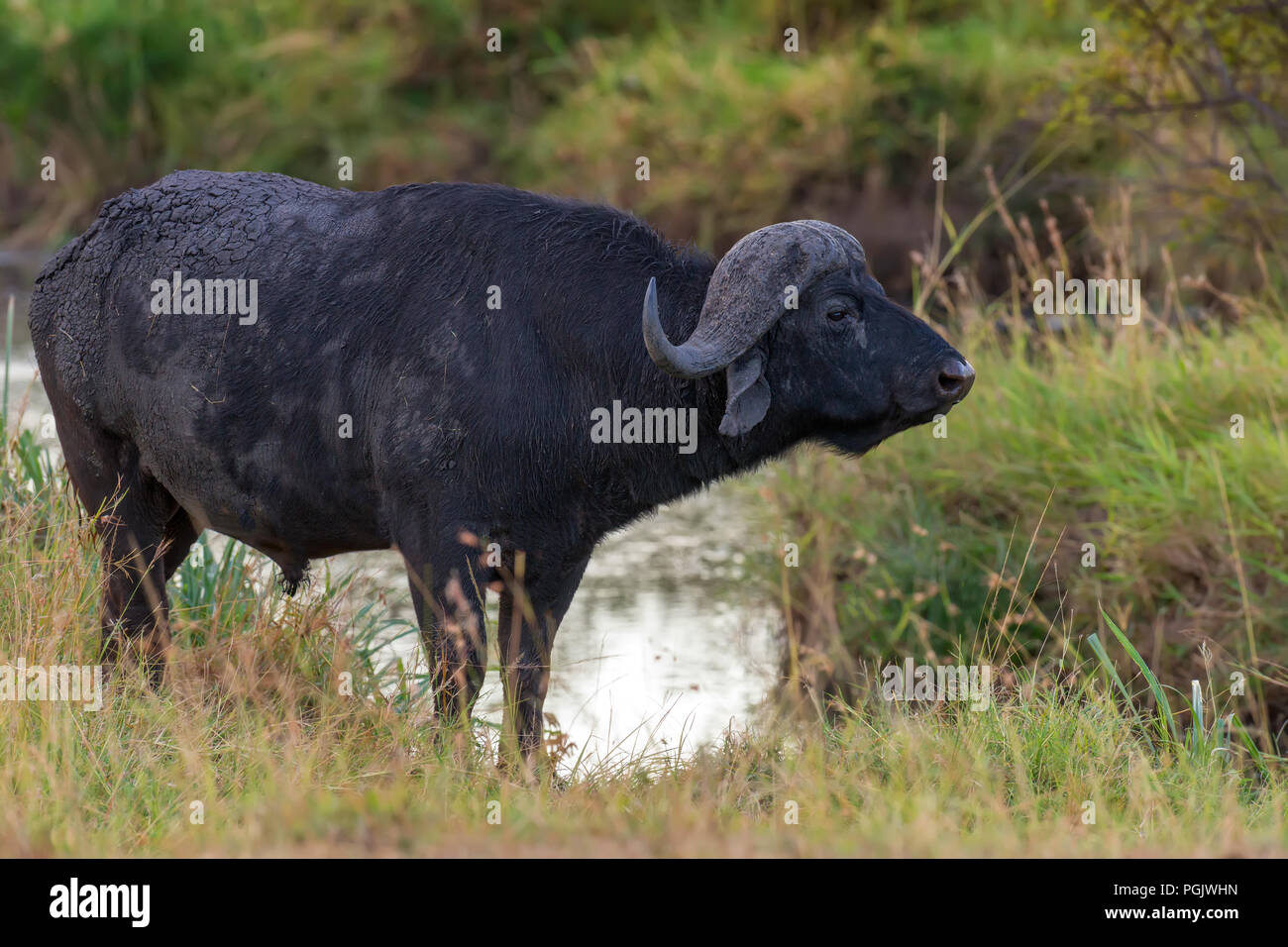 African bull bull bird hi-res stock photography and images - Alamy