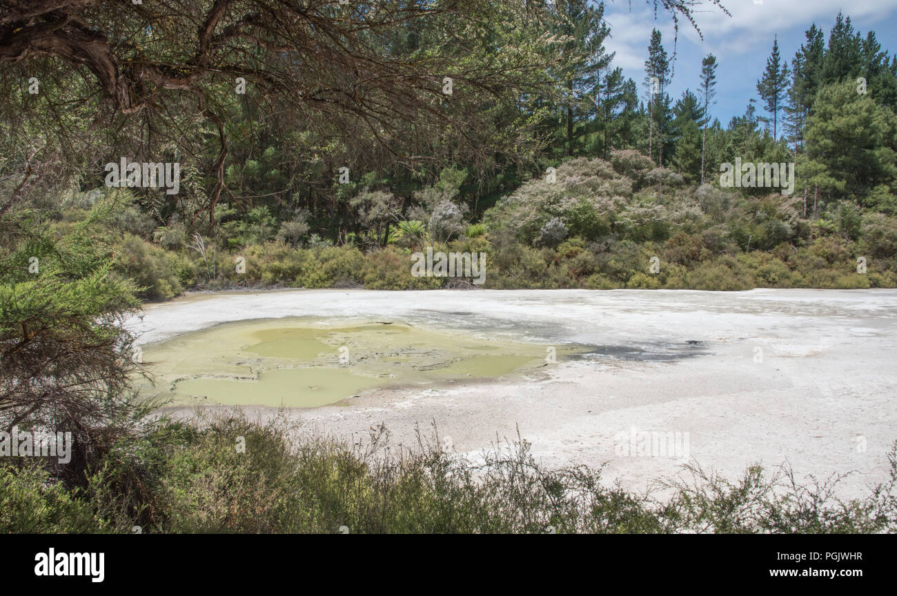 Natural green thermal pool and forest growth at Orakei Korako in ...