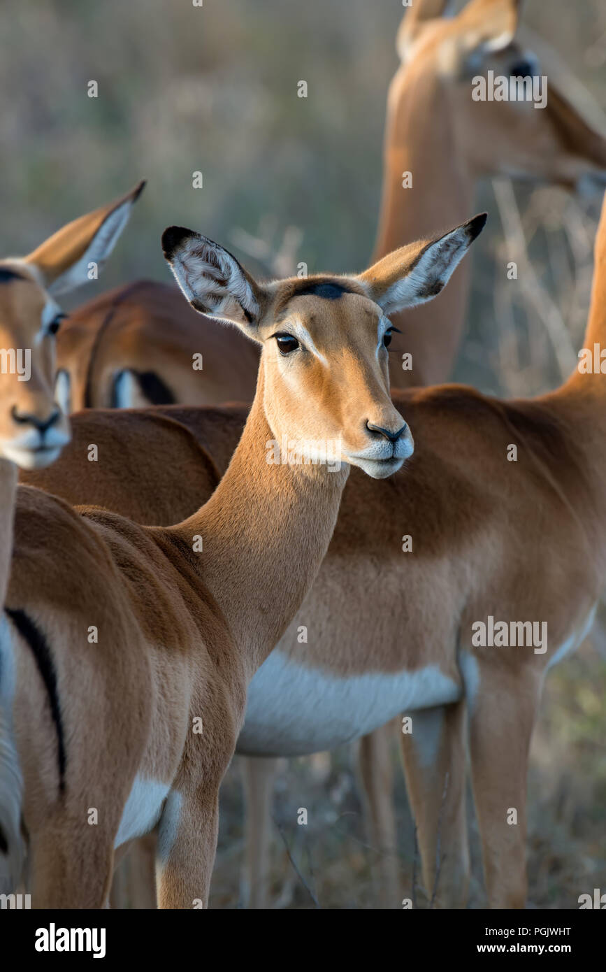 Impala on savanna in National park of Africa, Kenya Stock Photo - Alamy