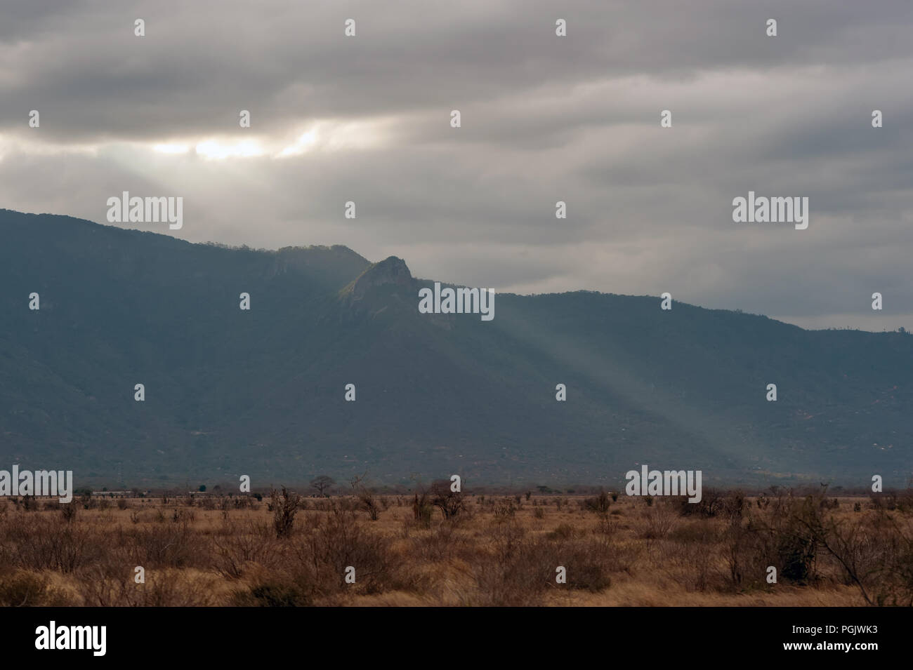 Savannah landscape in the National park of Kenya, Africa Stock Photo ...