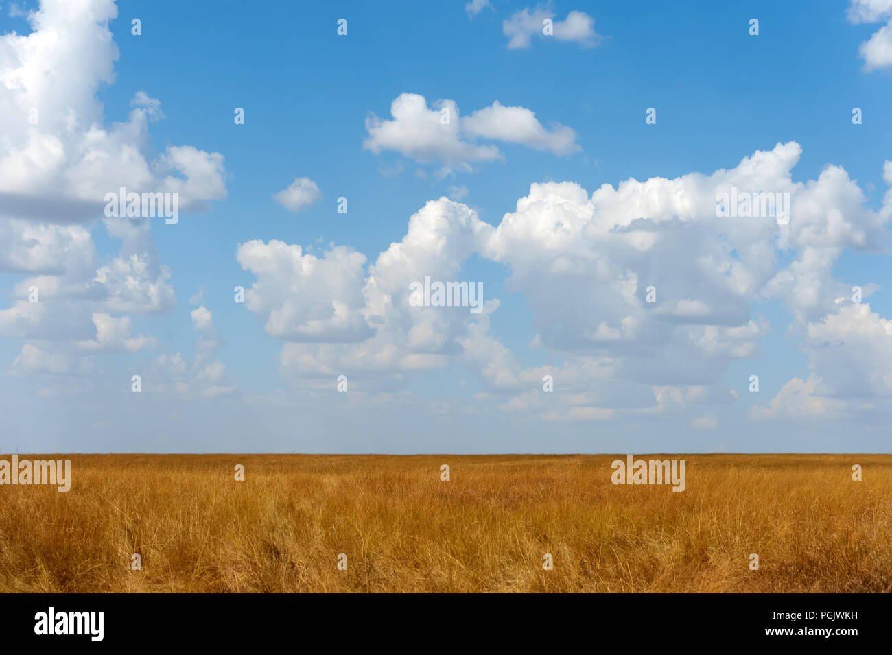 Savannah landscape in the National park of Kenya, Africa Stock Photo ...