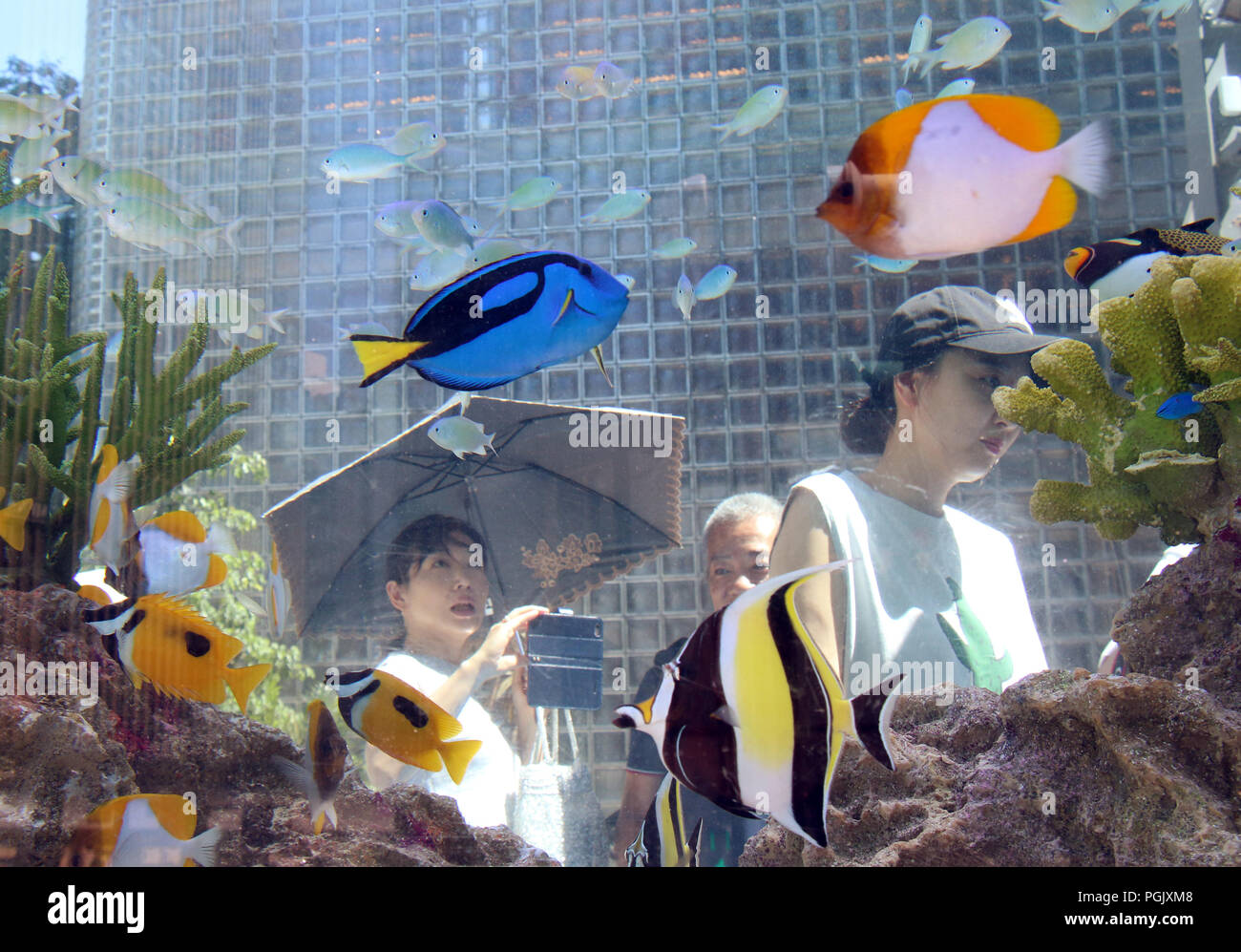 Tokyo, Japan. 25th Aug, 2018. Shoppers in Ginza look at tropical fish ...